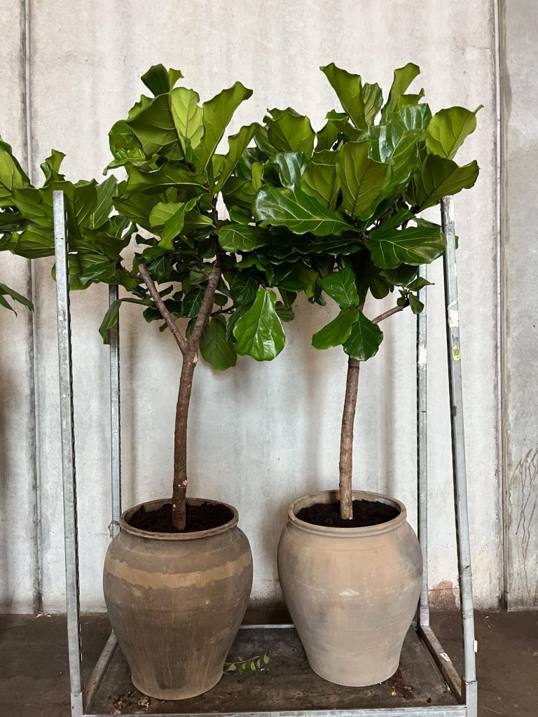 Plantekøb | Den ultimative guide til store planter