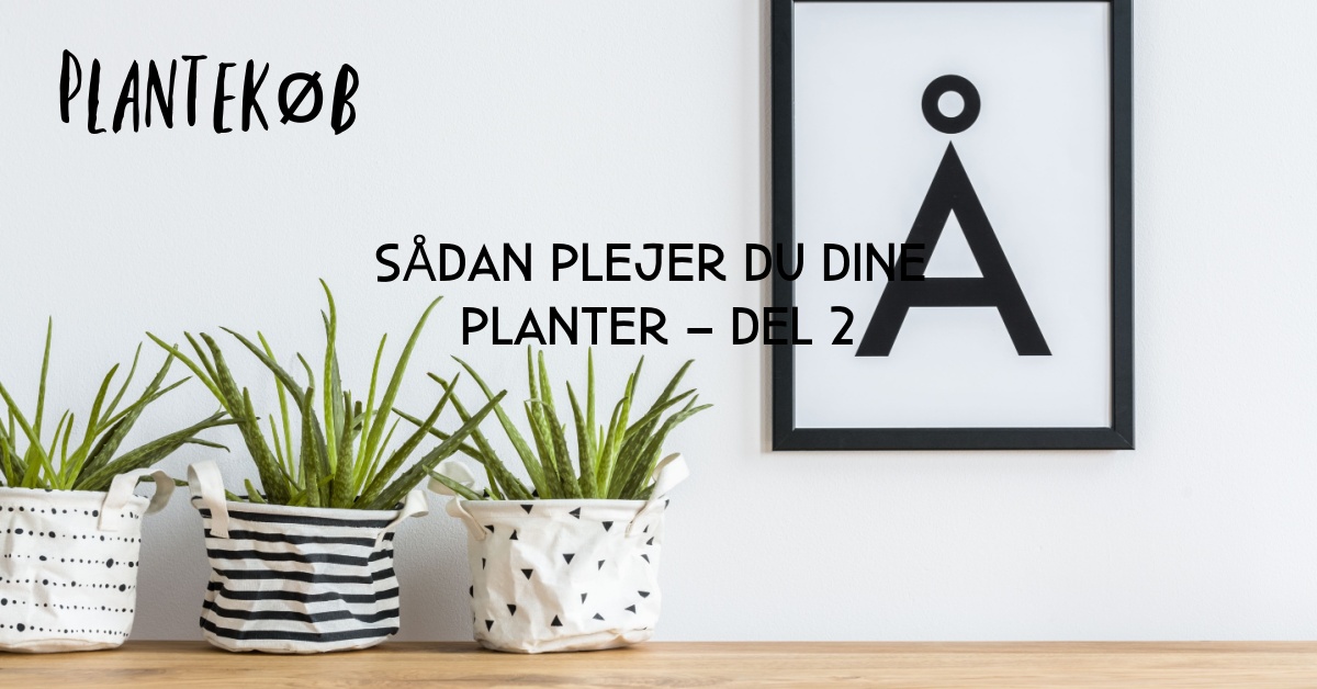 Plantekøb | Plantepleje: Sådan passer du dine planter - del 2